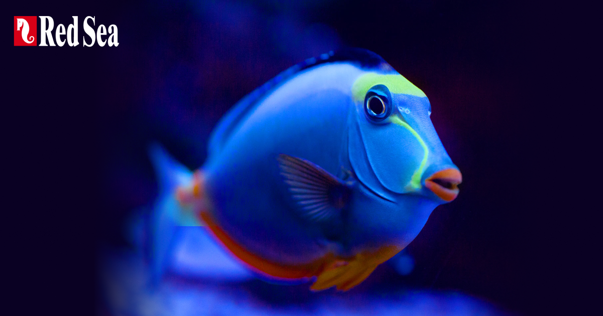 Sign up and be the first to receive Red Sea news!