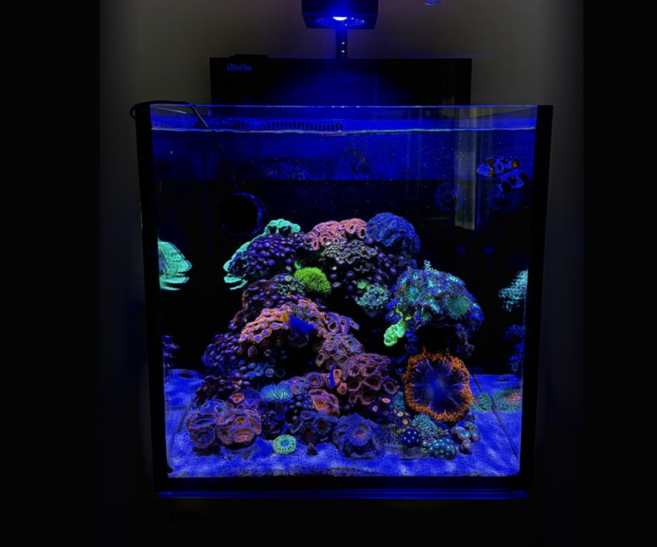 Saylo Ozkok | MAX NANO G2 XL - Red Sea Fish